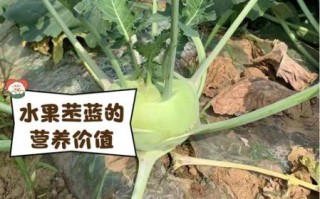 苤蓝什么人不能吃_苤蓝禁忌人群有哪些