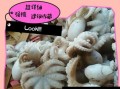 活八爪鱼怎么处理_八爪鱼清洗步骤