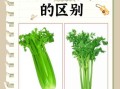 芹菜和西芹有什么区别_哪个更营养