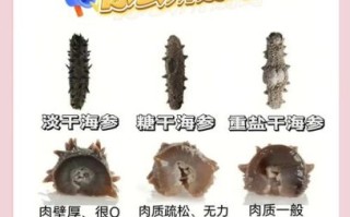干海参怎么选好坏_干海参挑选技巧