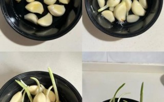 大蒜水培发芽要几天_水培大蒜怎么养才粗壮