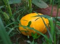how_to_cook_pumpkin_recipes_is_pumpkin_healthy