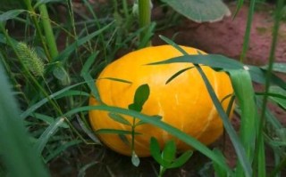 how_to_cook_pumpkin_recipes_is_pumpkin_healthy