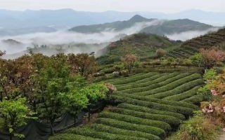 高山云雾茶多少钱一斤_高山云雾茶属于什么茶