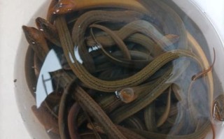 黄鳝价格多少钱一斤_黄鳝价格为什么波动大