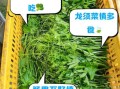龙须菜中毒症状_龙须菜中毒怎么办