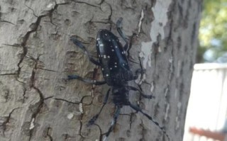 金牛虫吃什么_金牛虫的食物清单