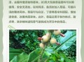 草寇是什么意思_草寇与山贼区别