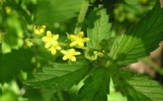 抗肿瘤最强的中草药有哪些_真的有效吗