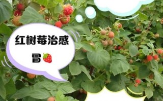 红树莓怎么吃最好_红树莓的功效与作用