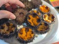 海胆生吃有寄生虫吗_生吃海胆安全吗