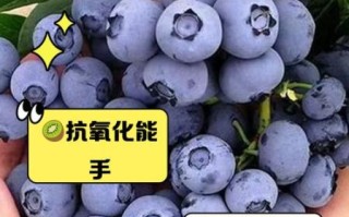 含维生素e的食物有哪些_哪些水果维生素e含量高