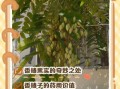 香椿树果实能吃吗_香椿树果实图片长什么样