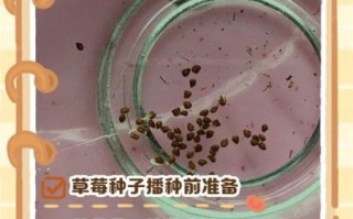 草莓发芽什么样子_如何辨别真假
