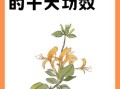 金银花泡水喝的功效与禁忌_金银花适合哪些人喝