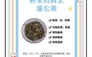 蒲公英治胃病真的有效吗_如何正确食用蒲公英