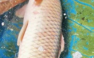 黄河鲤鱼多少钱一斤_黄河鲤鱼价格走势