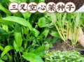 空心菜又叫什么菜_空心菜别名有哪些