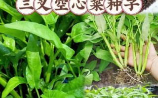 空心菜又叫什么菜_空心菜别名有哪些