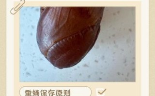 活蚕蛹怎么保存_活蚕蛹可以冷冻吗
