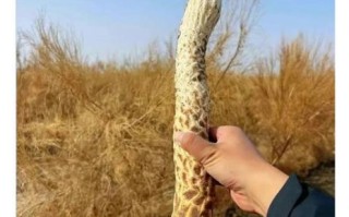 肉苁蓉图片大全大图_肉苁蓉长什么样