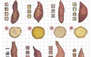 番薯是红薯吗_红薯和番薯的区别