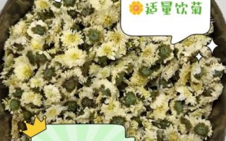 贡菊和胎菊哪个更去火_贡菊胎菊去火效果对比