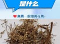 黄花蒿的功效与作用_黄花蒿怎么种植