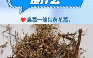 黄花蒿的功效与作用_黄花蒿怎么种植 黄花蒿的功效与作用_黄花蒿怎么种植