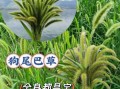狗尾巴草的功效与作用_狗尾巴草可以泡水喝吗