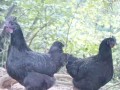 黑乌鸡为啥比白乌鸡贵_黑乌鸡营养价值高吗