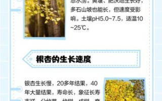 银杏树多久能长大_银杏树适合种在哪些地方