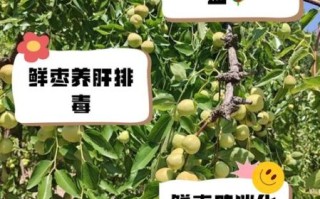 鲜枣的功效与作用_鲜枣吃多了有什么害处
