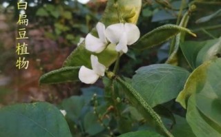 小白豆的功效与作用_小白豆怎么吃最养脾胃