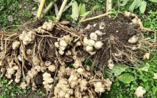 洋姜图片大全_洋姜长什么样