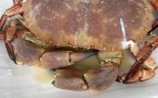 熟冻面包蟹直接蒸几分钟_蒸多久才刚好