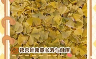 银杏叶在风水上代表什么_家里能放银杏叶吗