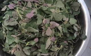 灰菜怎么吃最好吃_灰菜的做法大全