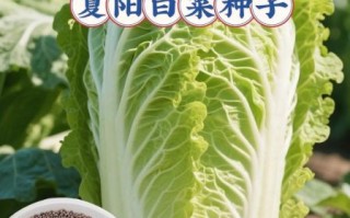 开阳白菜是哪里的菜_正宗做法与历史渊源