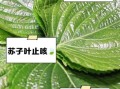 苏子叶的功效与作用适合人群_孕妇能吃吗