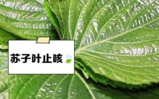苏子叶的功效与作用适合人群_孕妇能吃吗