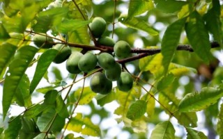 南酸枣树图片_南酸枣树果实能吃吗