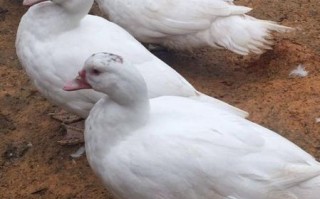 洋鸭图片_洋鸭长什么样