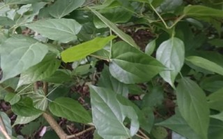 绿凉粉草的功效与作用_绿凉粉草怎么吃最好