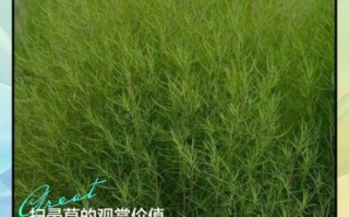 扫帚草怎么种_扫帚草有什么功效