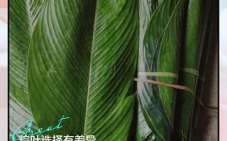 山东粽叶是什么植物的叶子_山东粽叶和芦苇叶区别