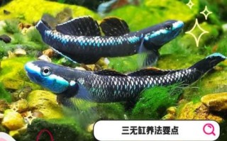 虾虎鱼好养吗_虾虎鱼怎么养