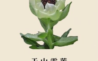 真正天山雪莲什么价_天山雪莲多少钱一克