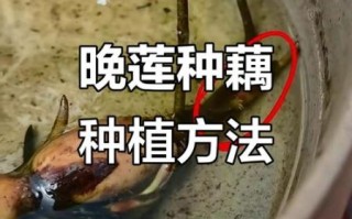 莲藕怎么种植_莲藕种植方法步骤
