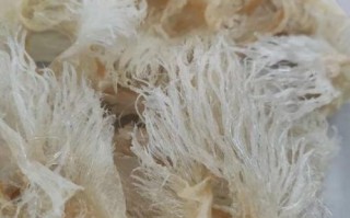 鱼翅哪些人不宜吃_痛风孕妇能吃吗